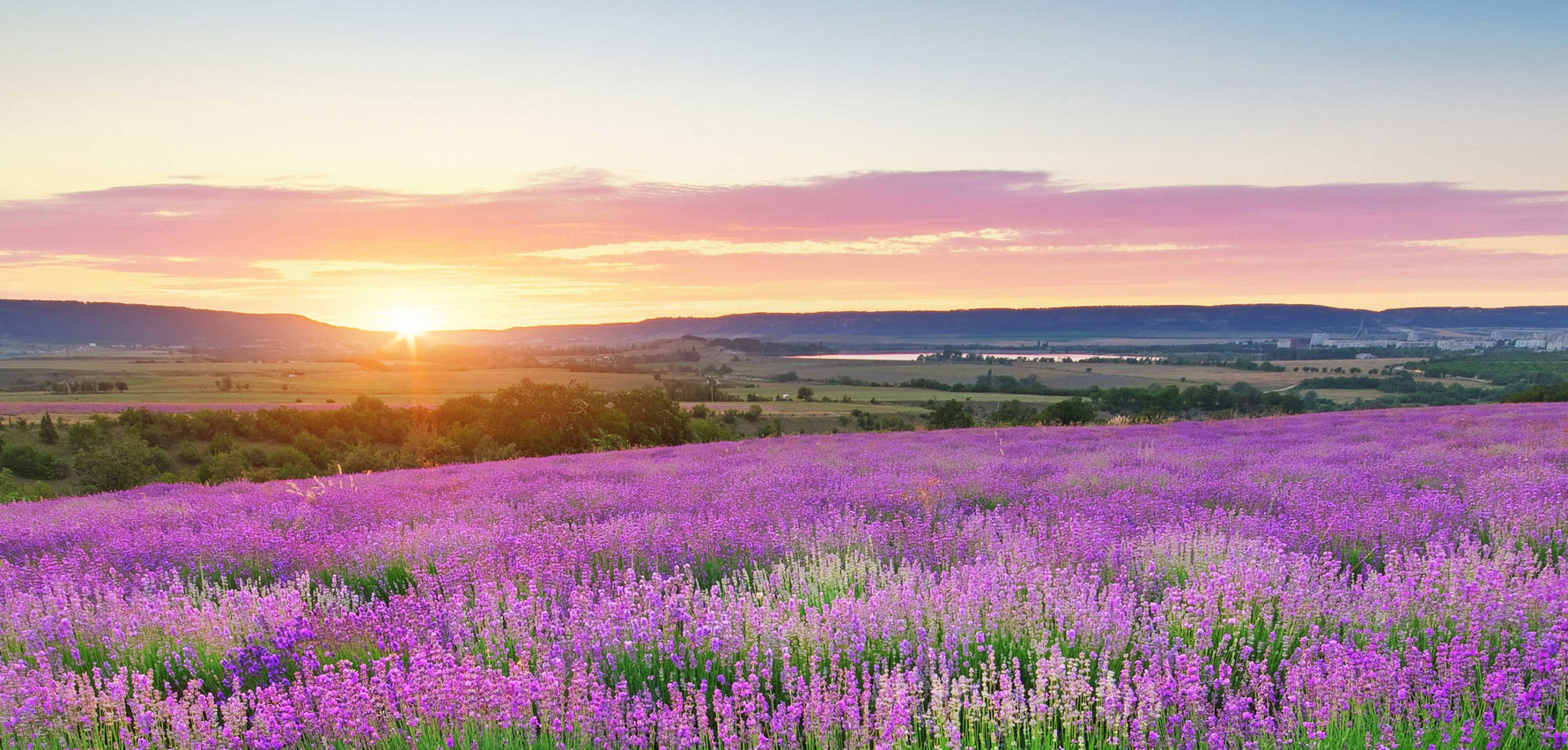 Lavender Warehouse - Best Lavender and Aromatherapy Products ...